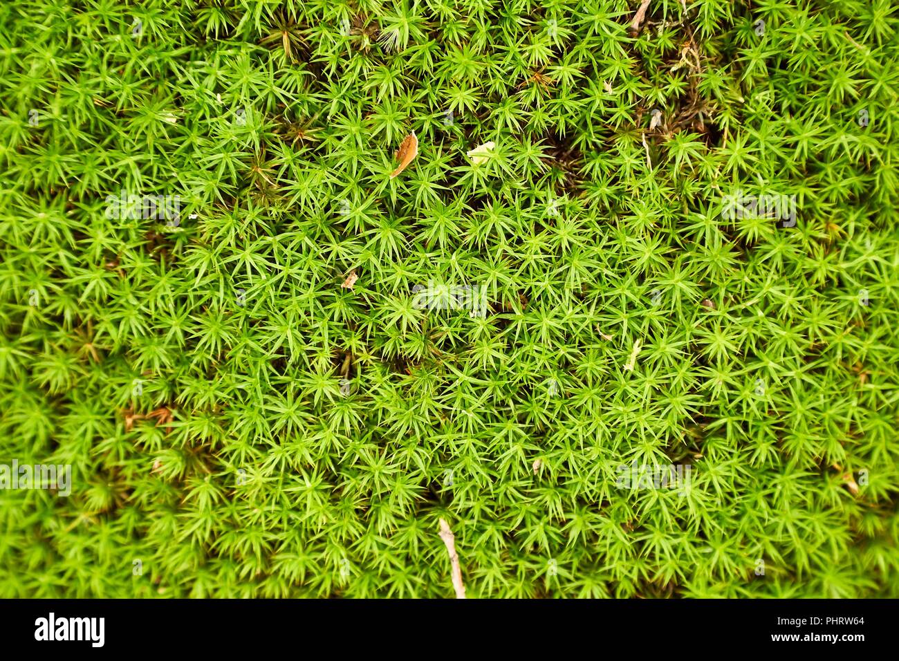 Moss layer closeup Stock Photo - Alamy