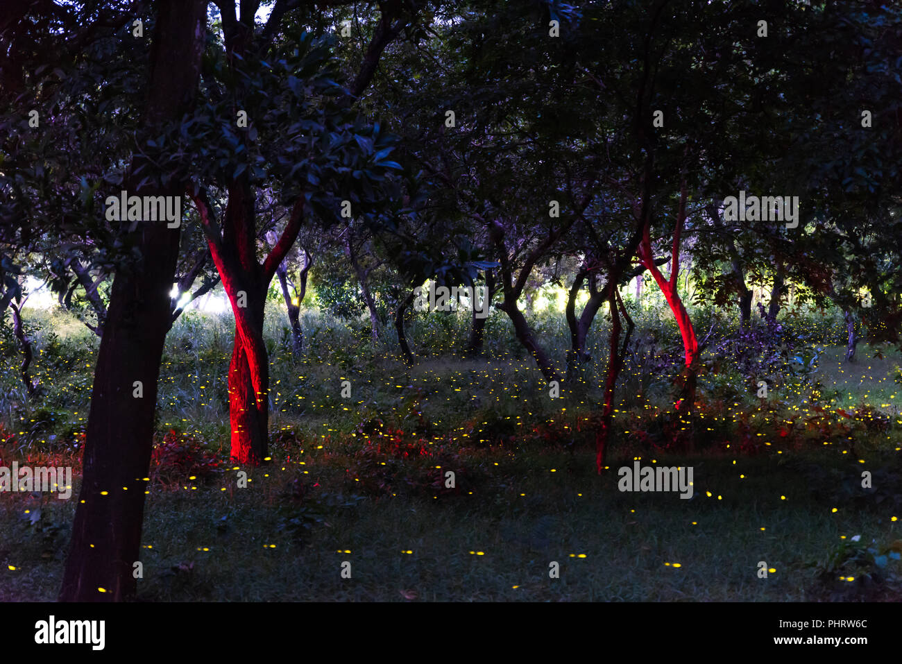 Abstract and magical image of Firefly flying in the night forest in ...