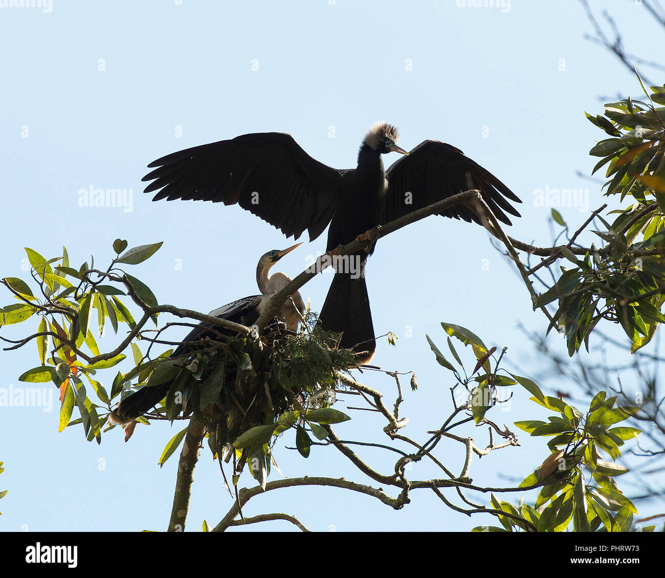 Bird wings spread hi-res stock photography and images - Alamy