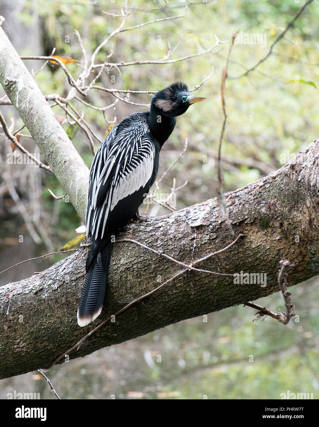 Anhinga bird hi-res stock photography and images - Alamy