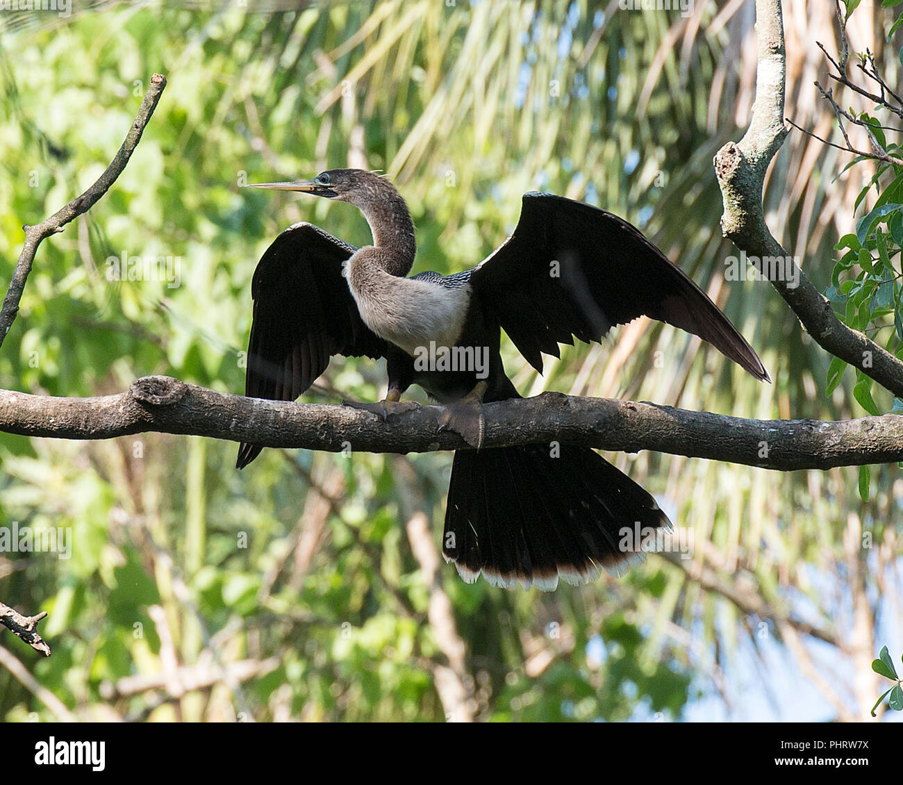 Bird stretching wings hi-res stock photography and images - Alamy