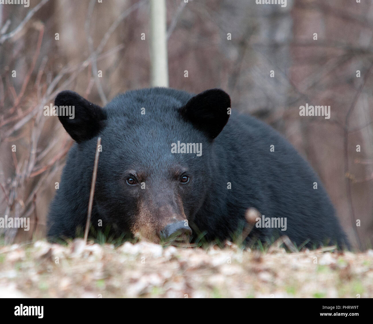 Black bear animal close up profile view hi-res stock photography and ...