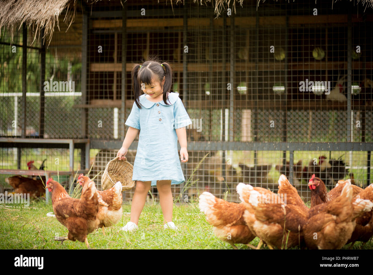Boy Feeding Chickens High Resolution Stock Photography and Images - Alamy
