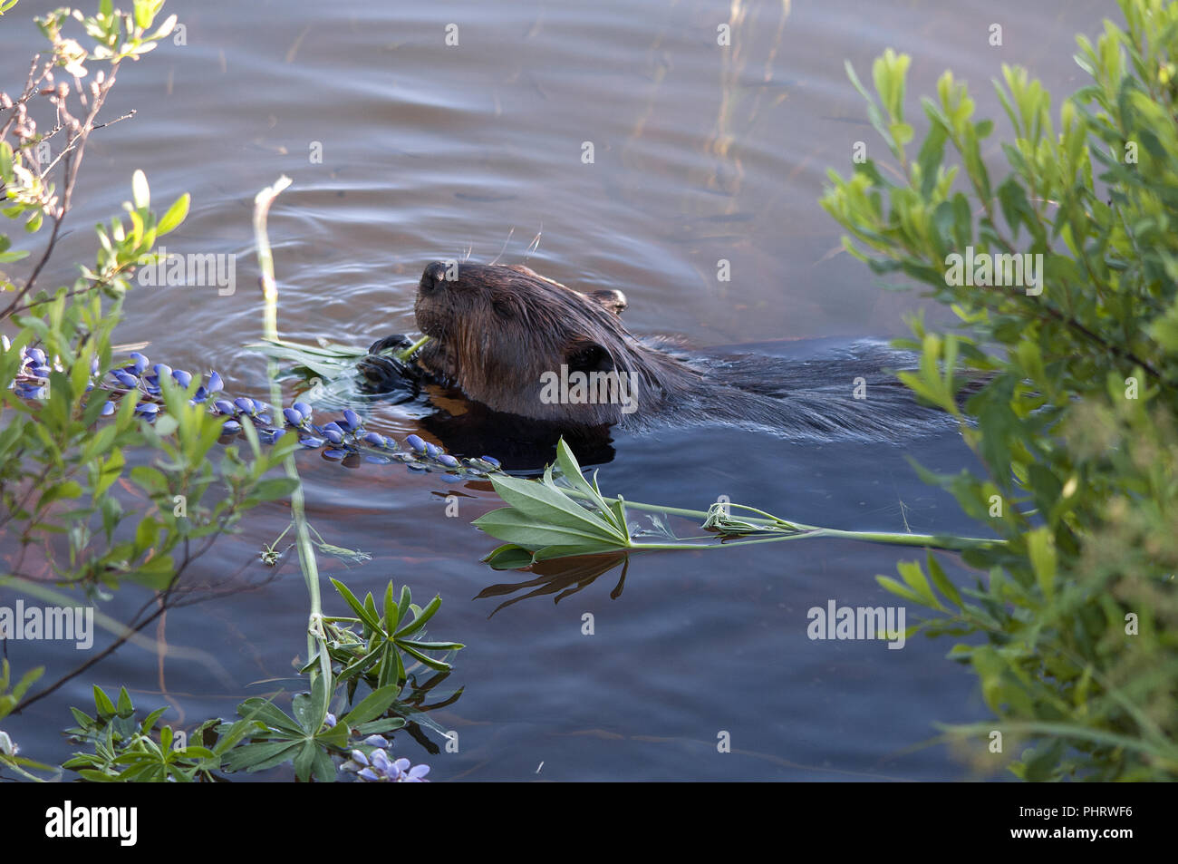 Beaver animal head close-up profile view in its habitat and surrounding ...