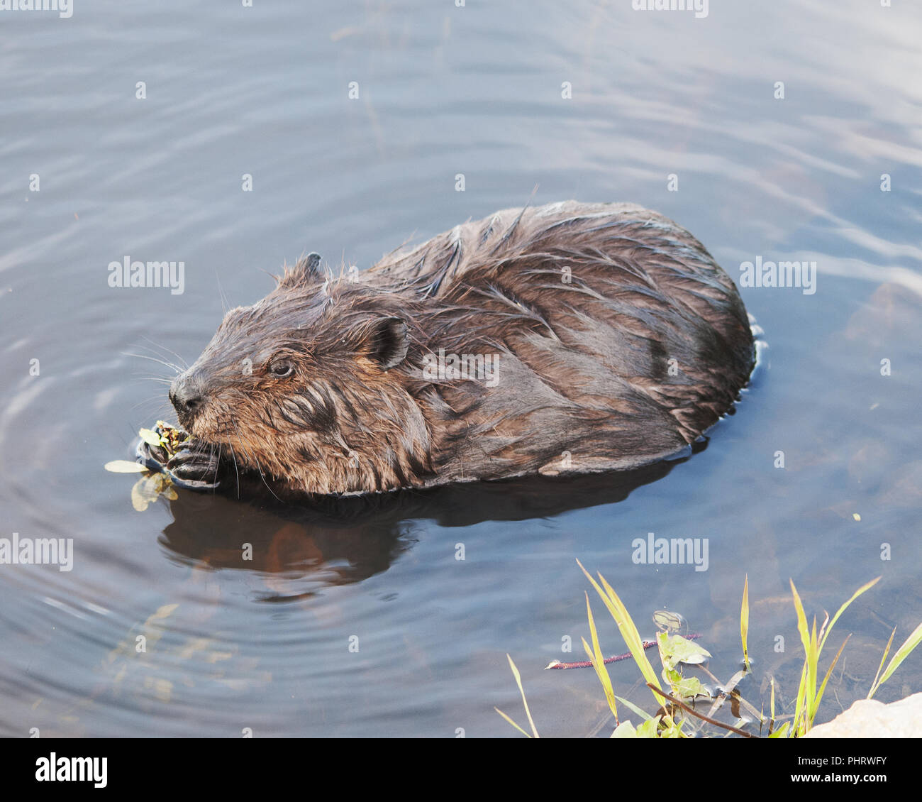 Brown head at symbols hi-res stock photography and images - Alamy