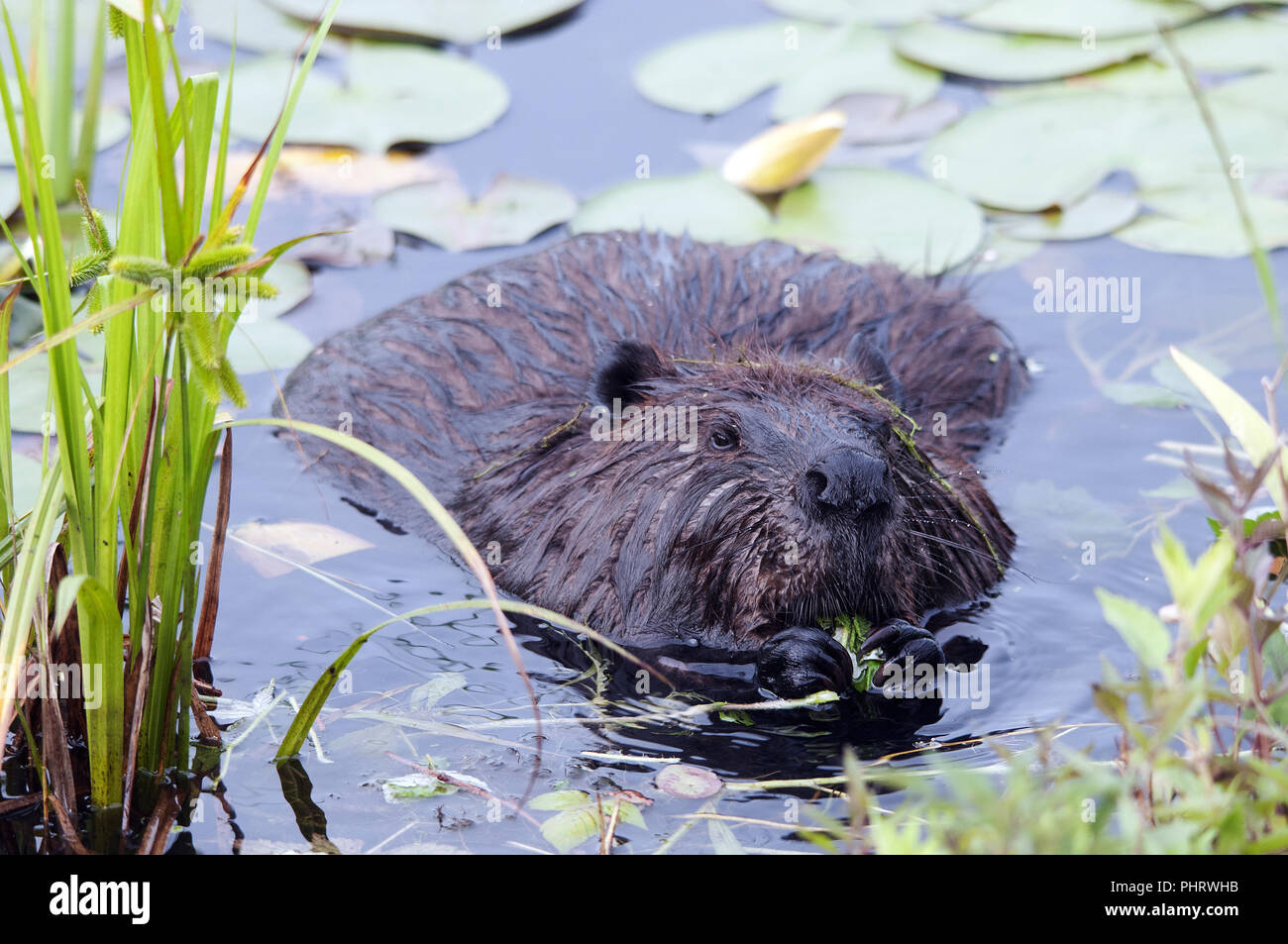 Beaver animal head close-up profile view in its habitat and surrounding ...