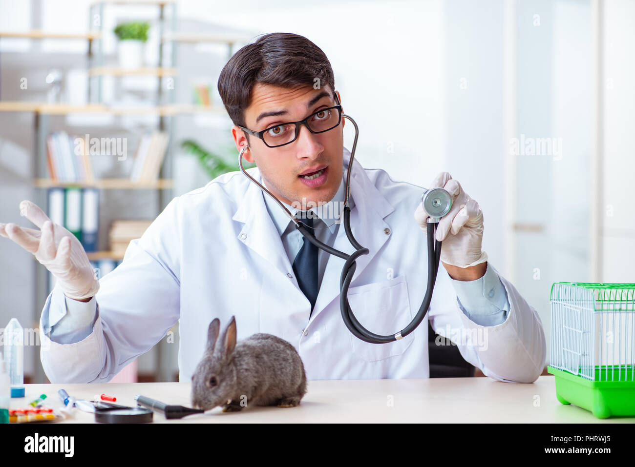 Vet doctor checking up rabbit in his clinic Stock Photo - Alamy