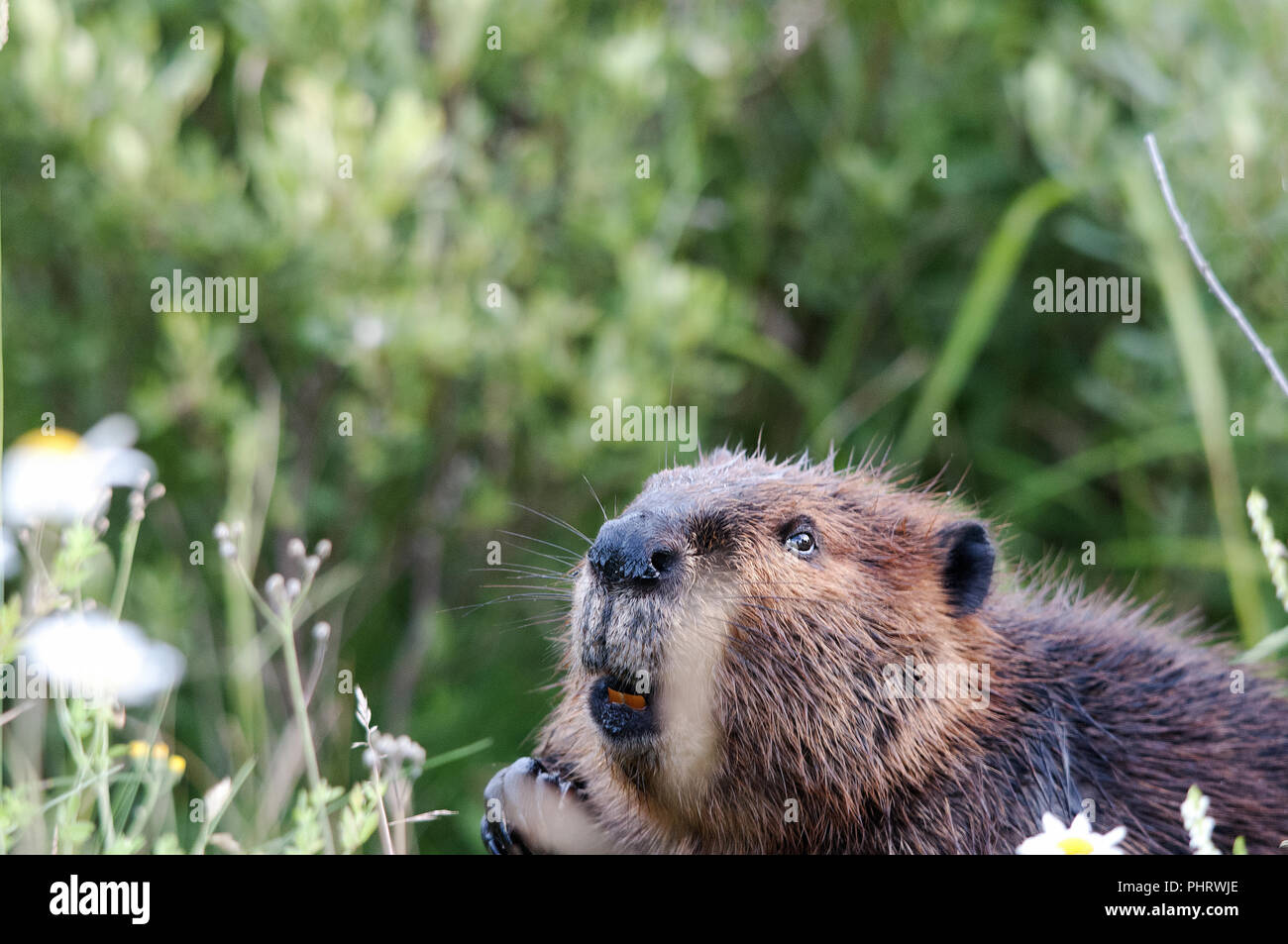 Beaver exposing hi-res stock photography and images - Alamy