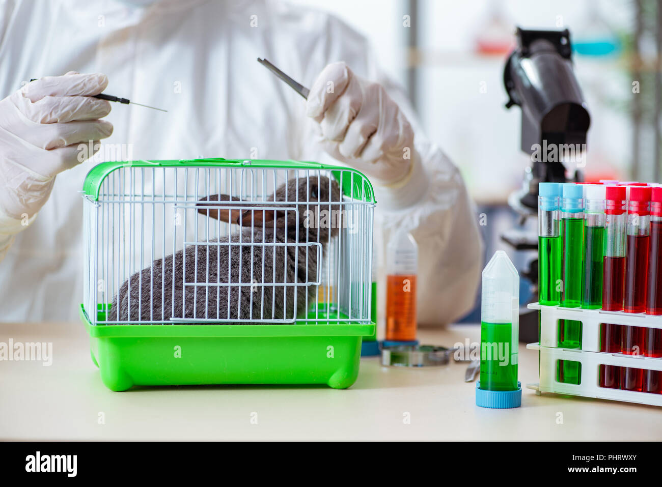 Scientist doing testing on animals rabbit Stock Photo - Alamy