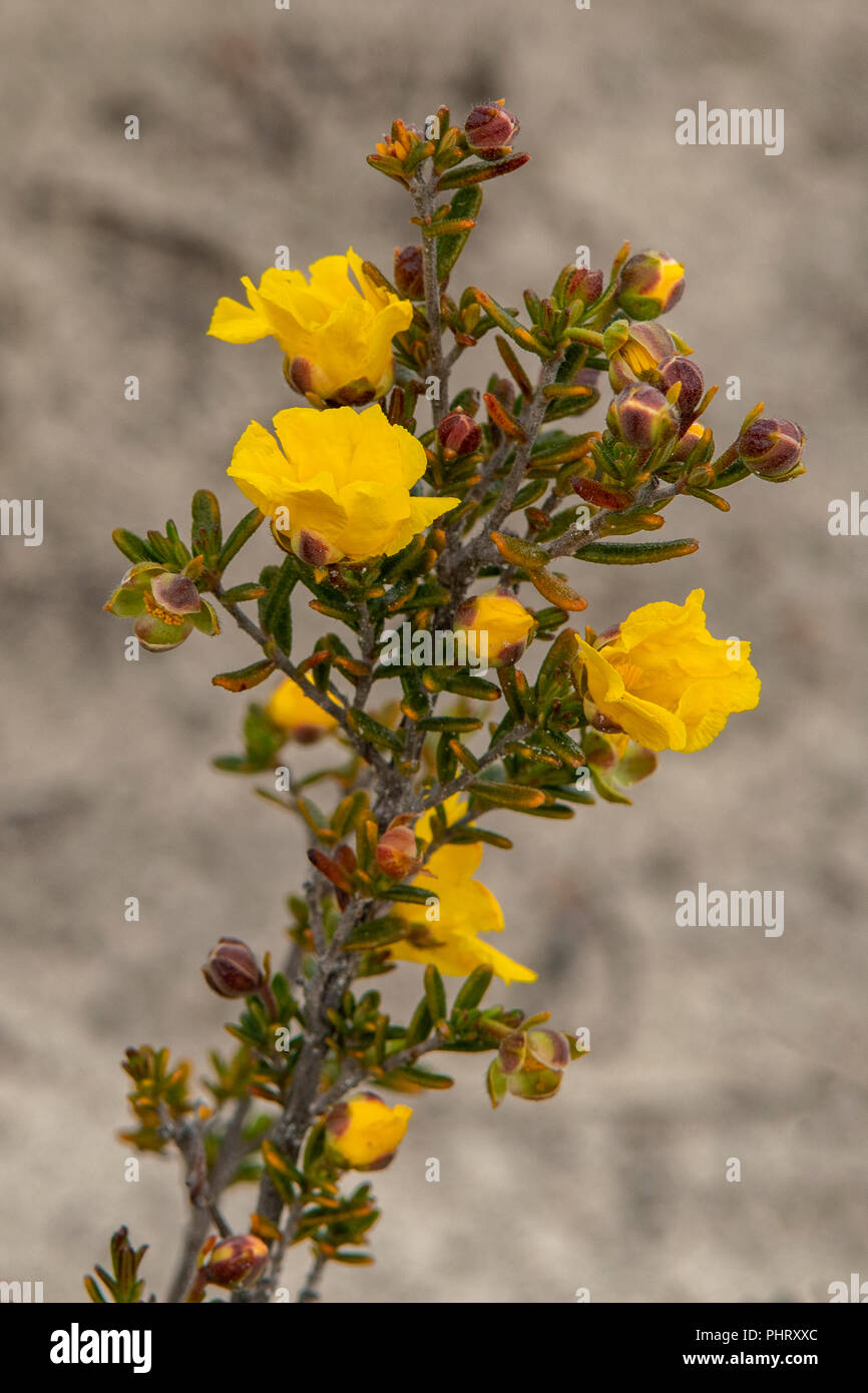 Hibbertia riparia, Erect Guinea Flower Stock Photo - Alamy
