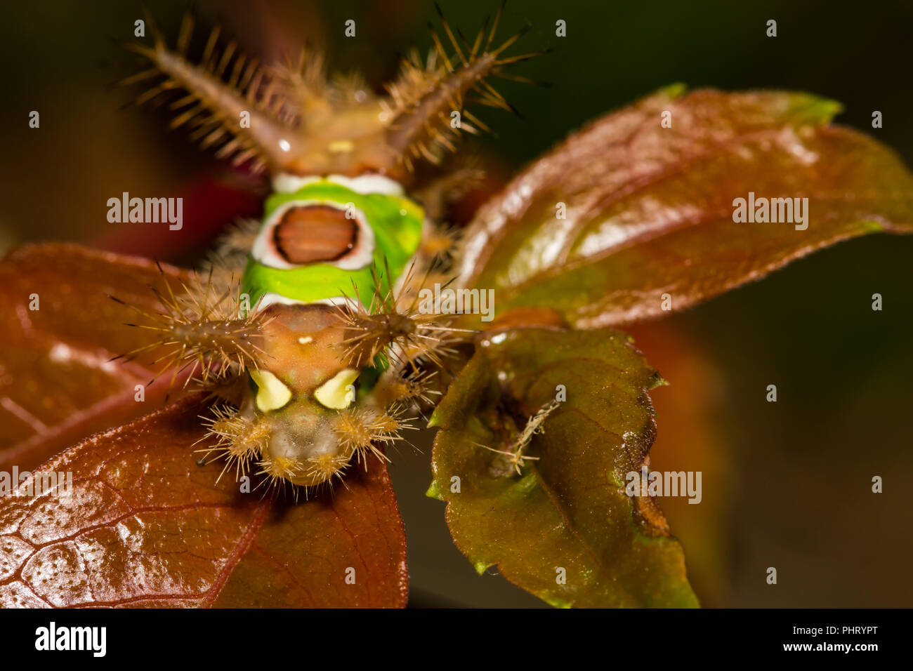 Saddleback Caterpillar (Acharia stimulea Stock Photo - Alamy