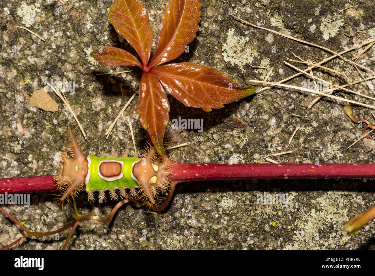 Saddleback Caterpillar (Acharia stimulea Stock Photo - Alamy