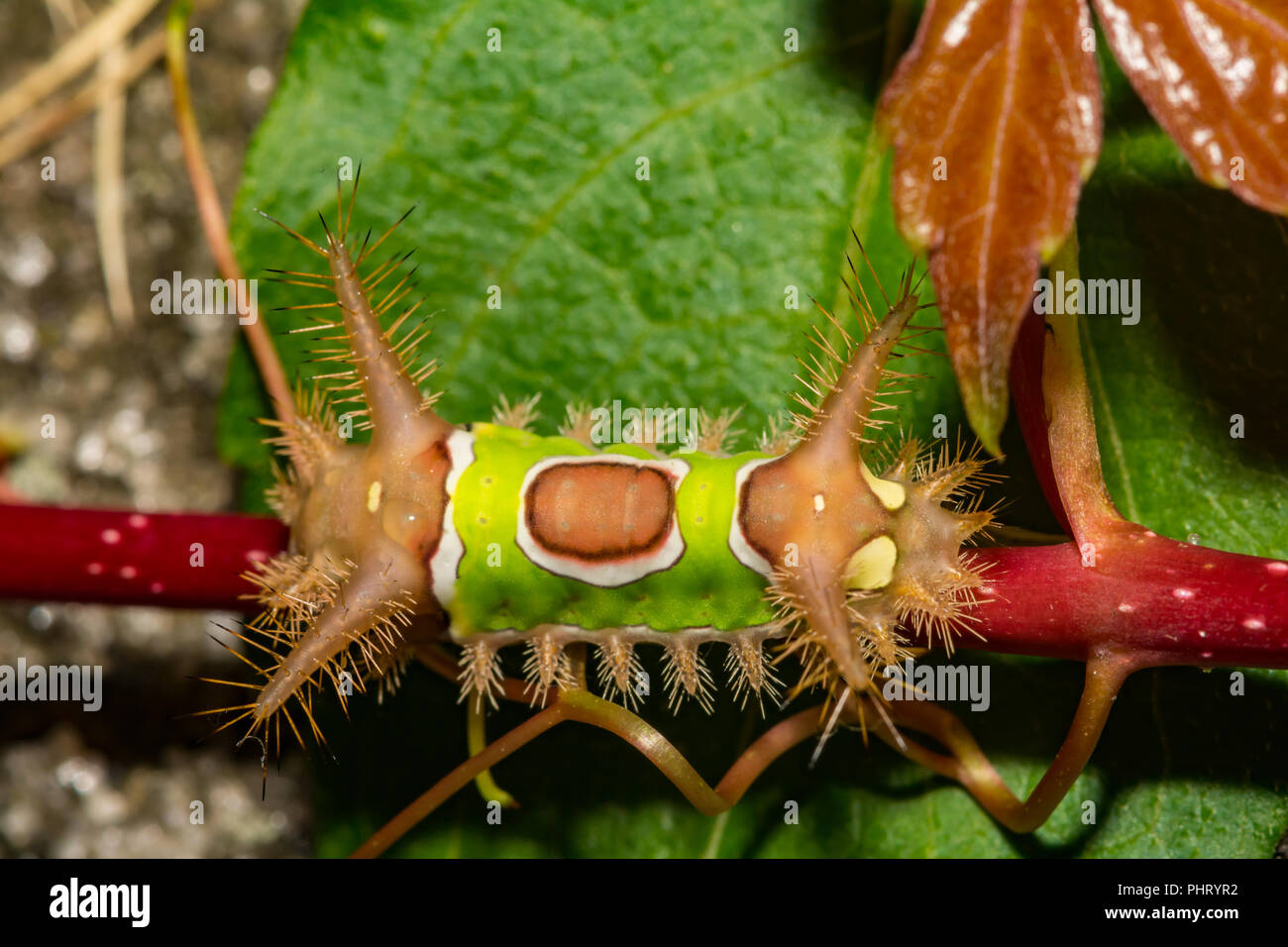 Saddleback Caterpillar (Acharia stimulea Stock Photo - Alamy
