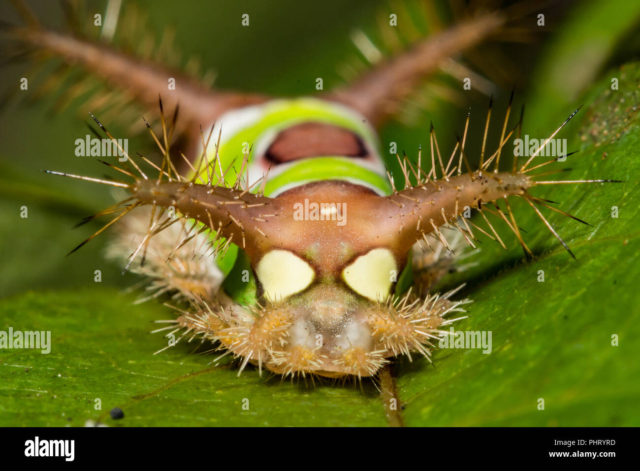 Saddleback Caterpillar (Acharia stimulea Stock Photo - Alamy