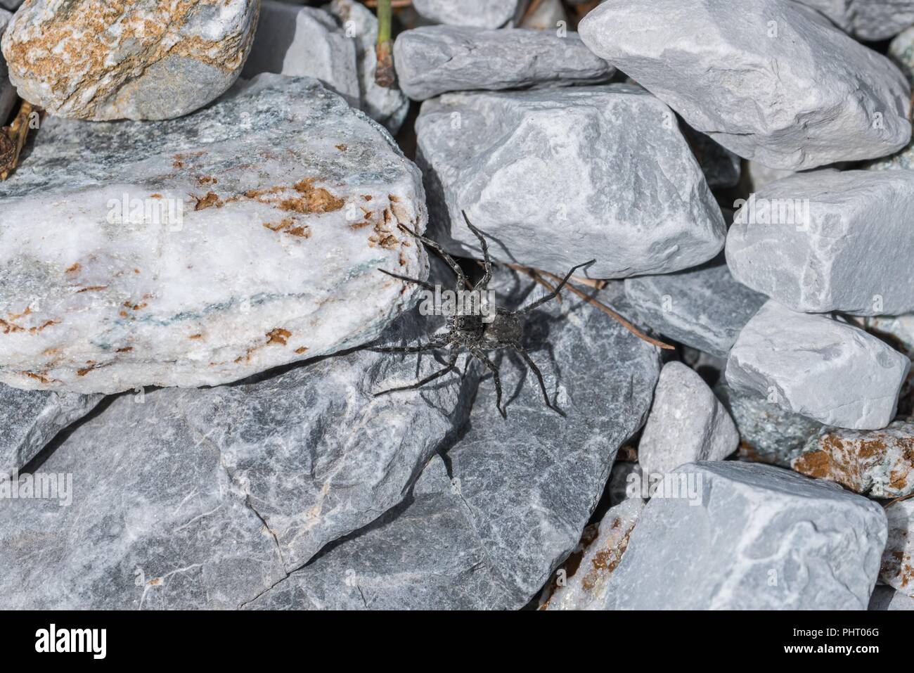 Black spider sitting on stones in the sun, Austria Stock Photo - Alamy