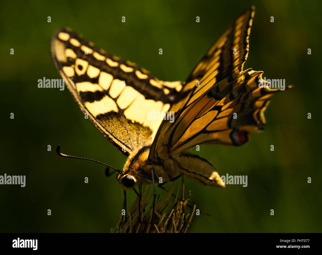 Gorganus swallowtail hi-res stock photography and images - Alamy