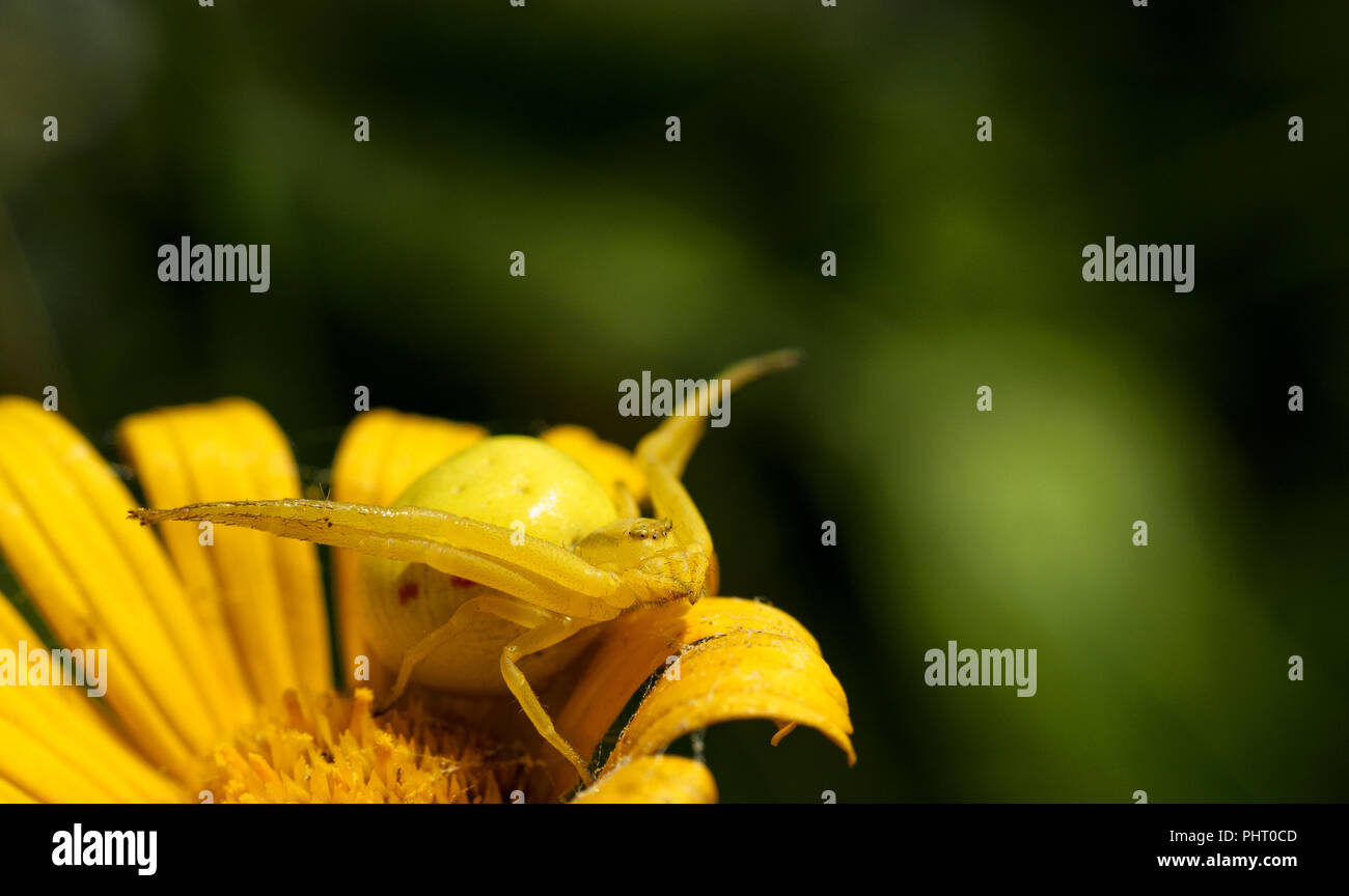 Papilio machaon s. gorganus Stock Photo - Alamy