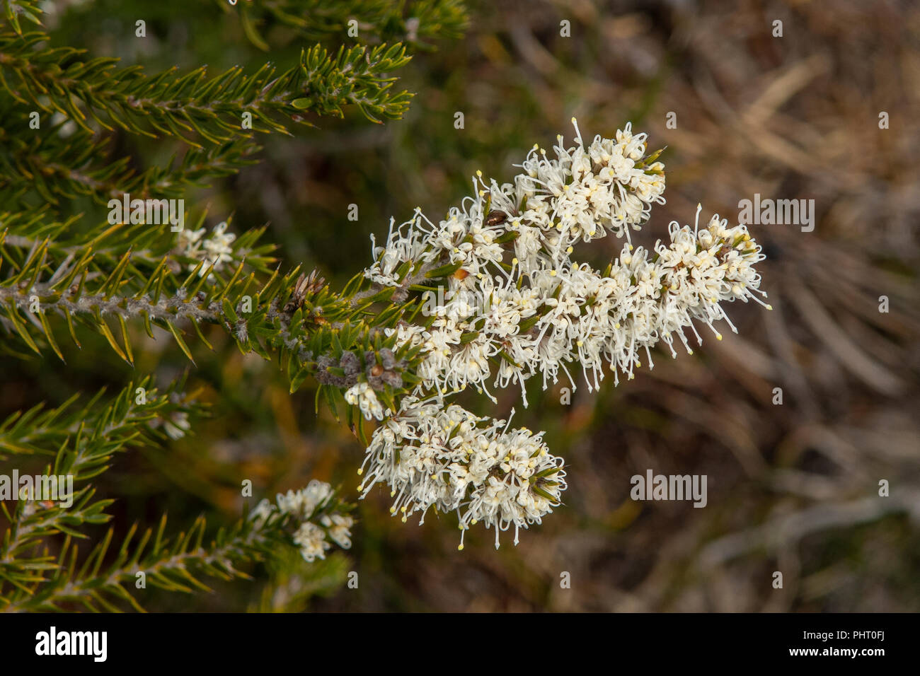 Hakea flowers hi-res stock photography and images - Alamy