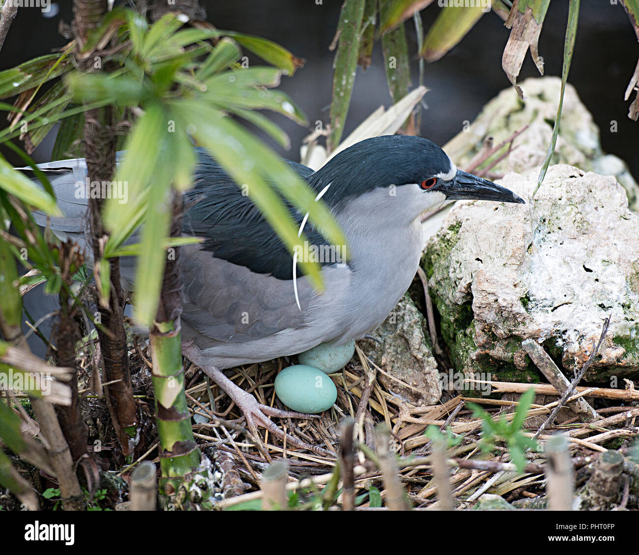 Black crowned night heron on nest hi-res stock photography and images ...