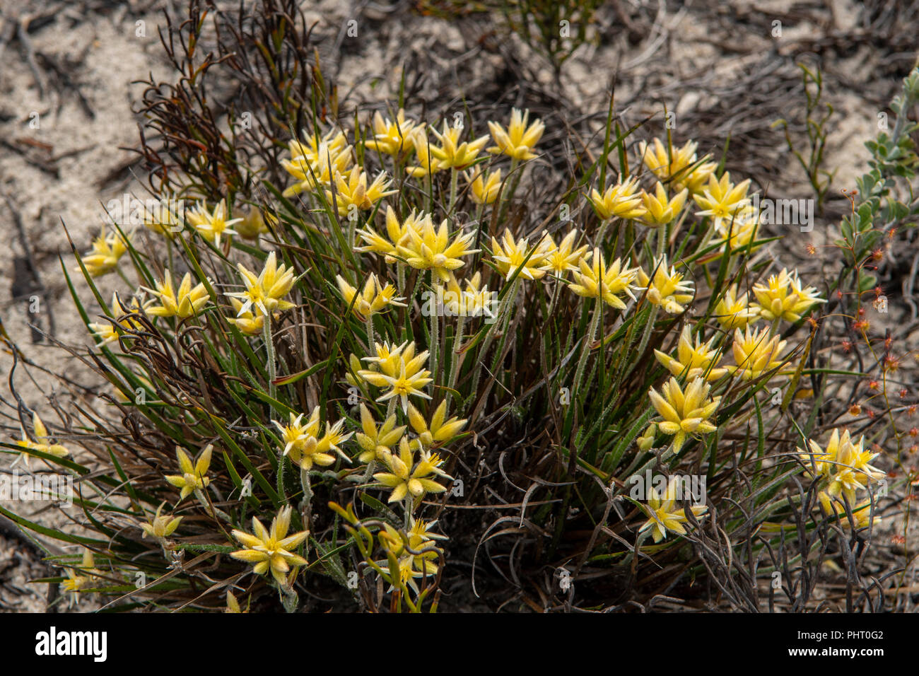 Conostylis robusta, Large Cottonheads Stock Photo - Alamy