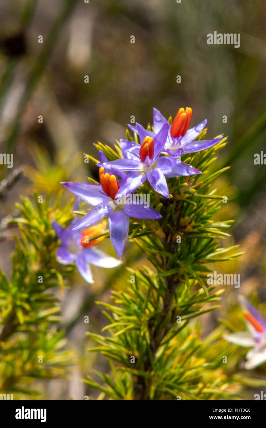 Calectasia cyanea, Blue Tinsel Lily Stock Photo - Alamy
