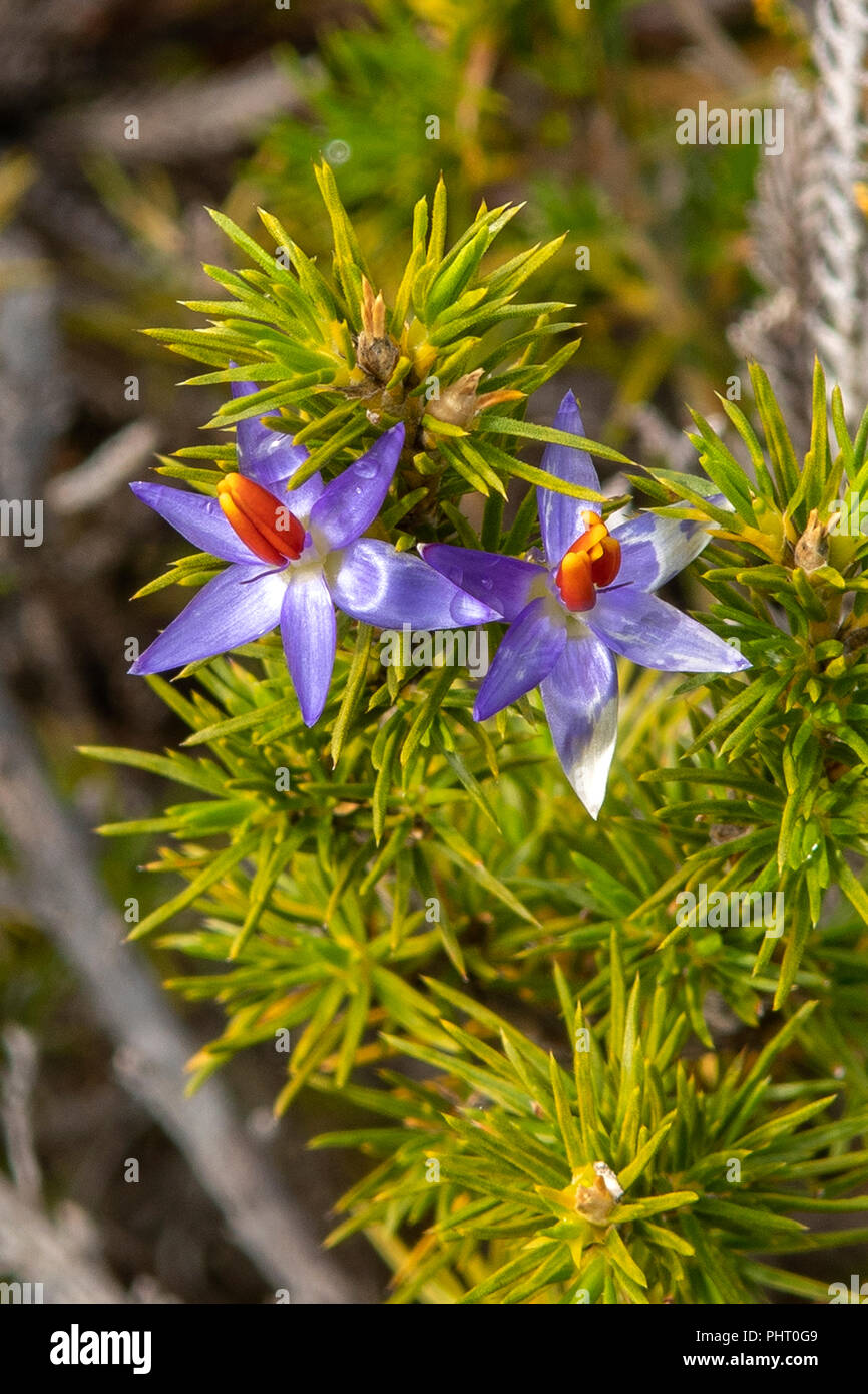 Calectasia cyanea, Blue Tinsel Lily Stock Photo - Alamy