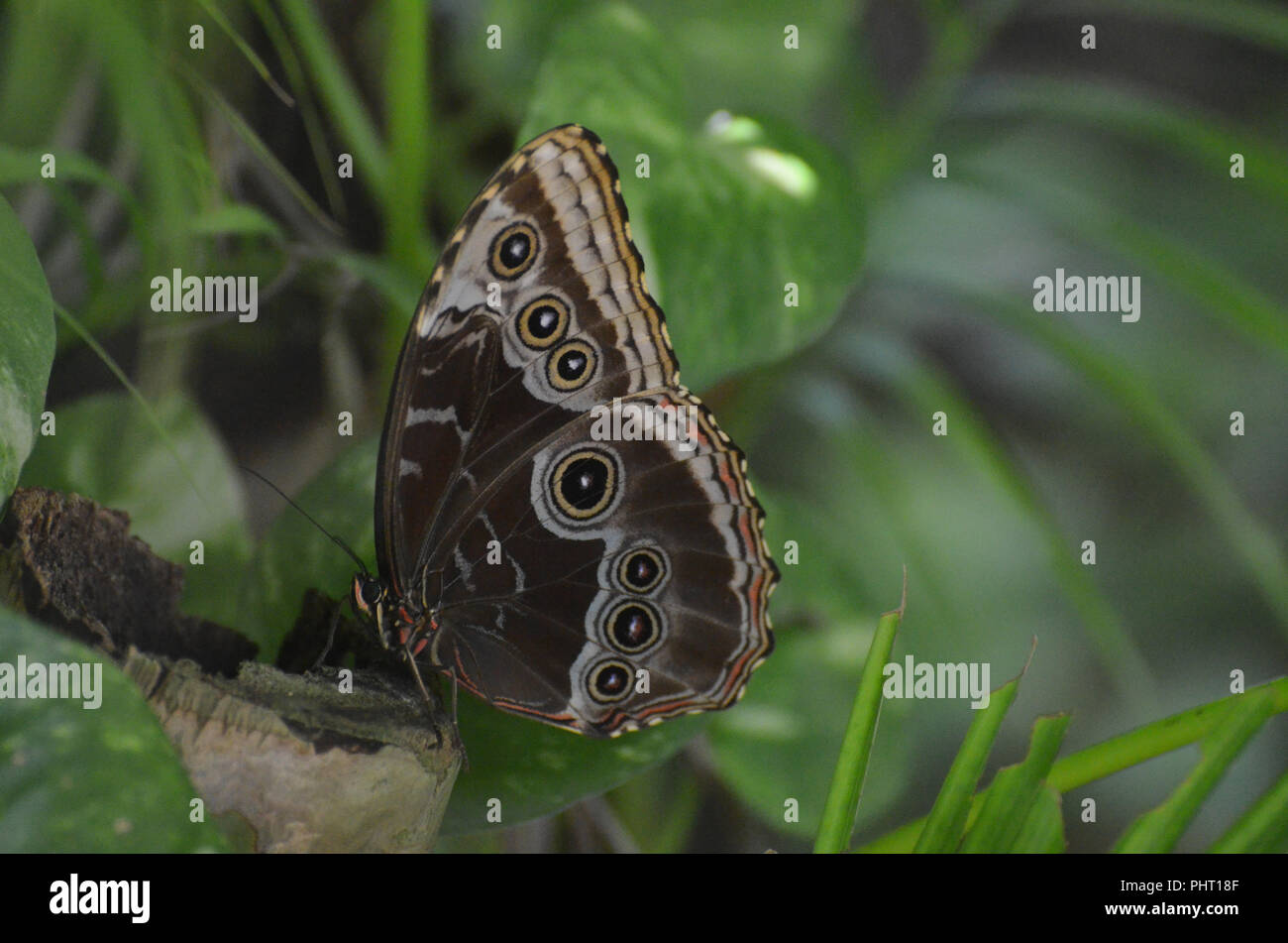 Stunning close up of a brown morpho butterfly resting in a garden Stock ...