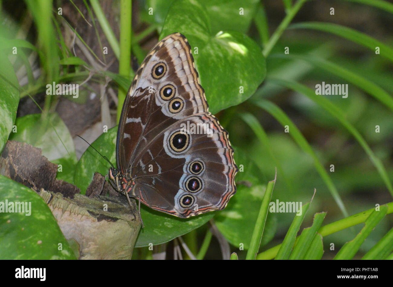 Stunning morpho butterfly resting in a lush butterfly garden Stock ...