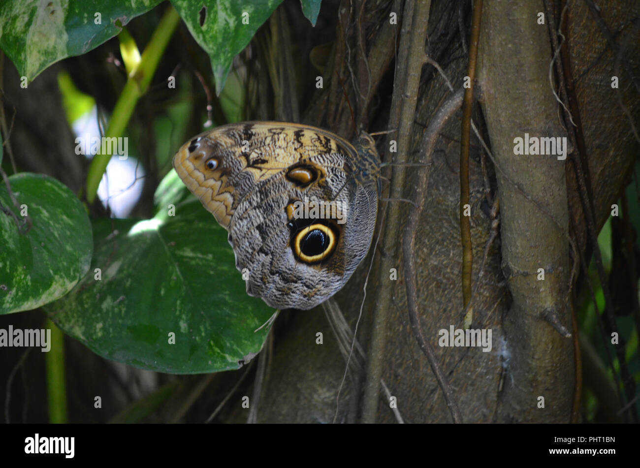 Cute brown morpho butterfly resting in a garden Stock Photo - Alamy