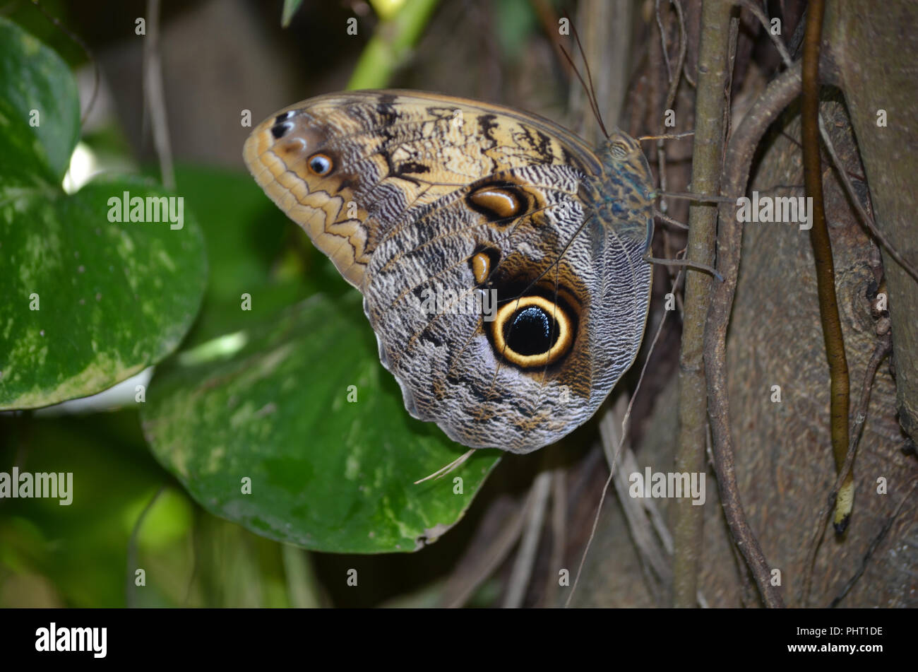 Stunning brown morpho butterfly resting on a tree Stock Photo - Alamy