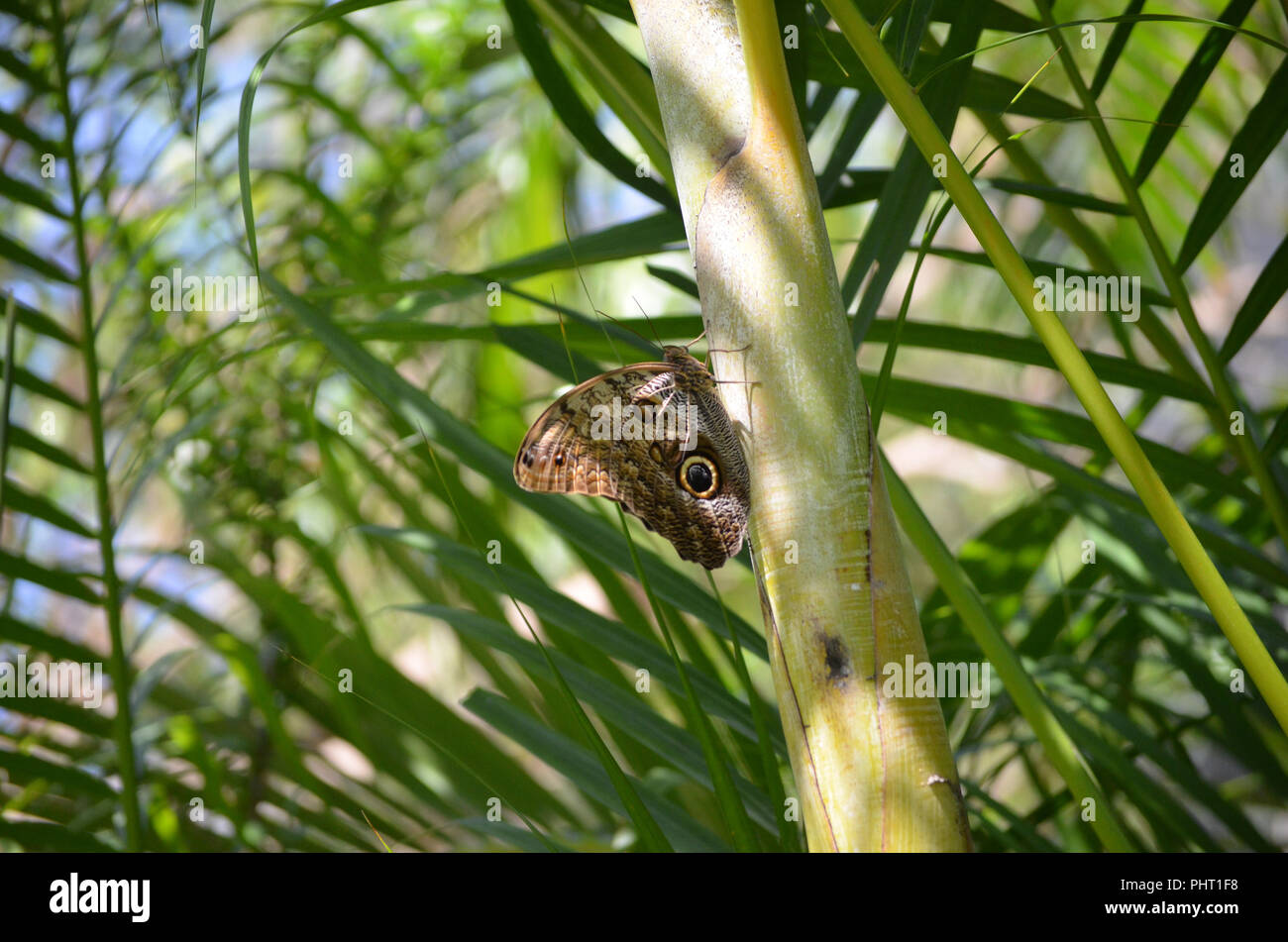 Beautiful brown morpho butterfly in a butterfly garden Stock Photo - Alamy