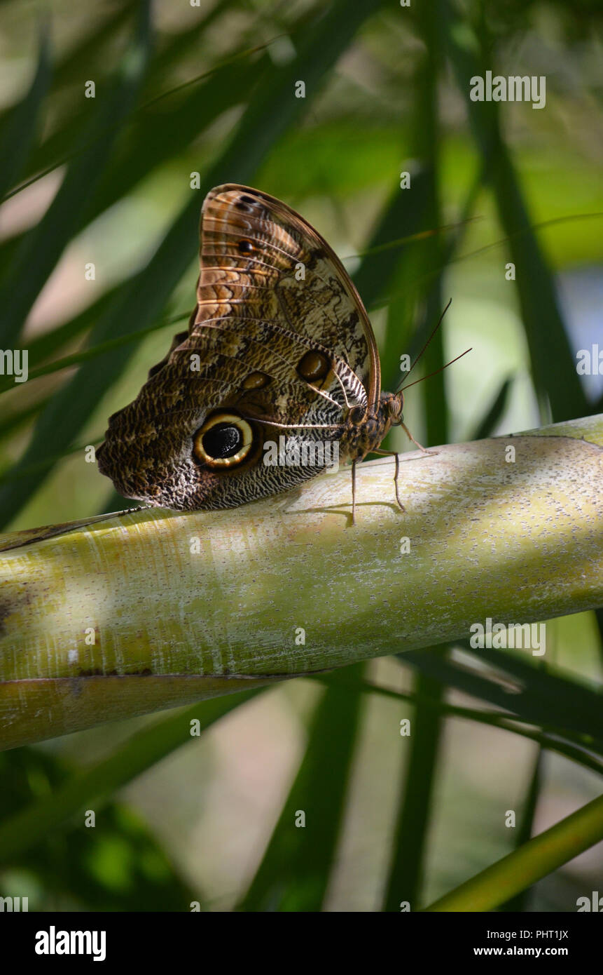 Stunning view of a brown morpho butterfly Stock Photo - Alamy