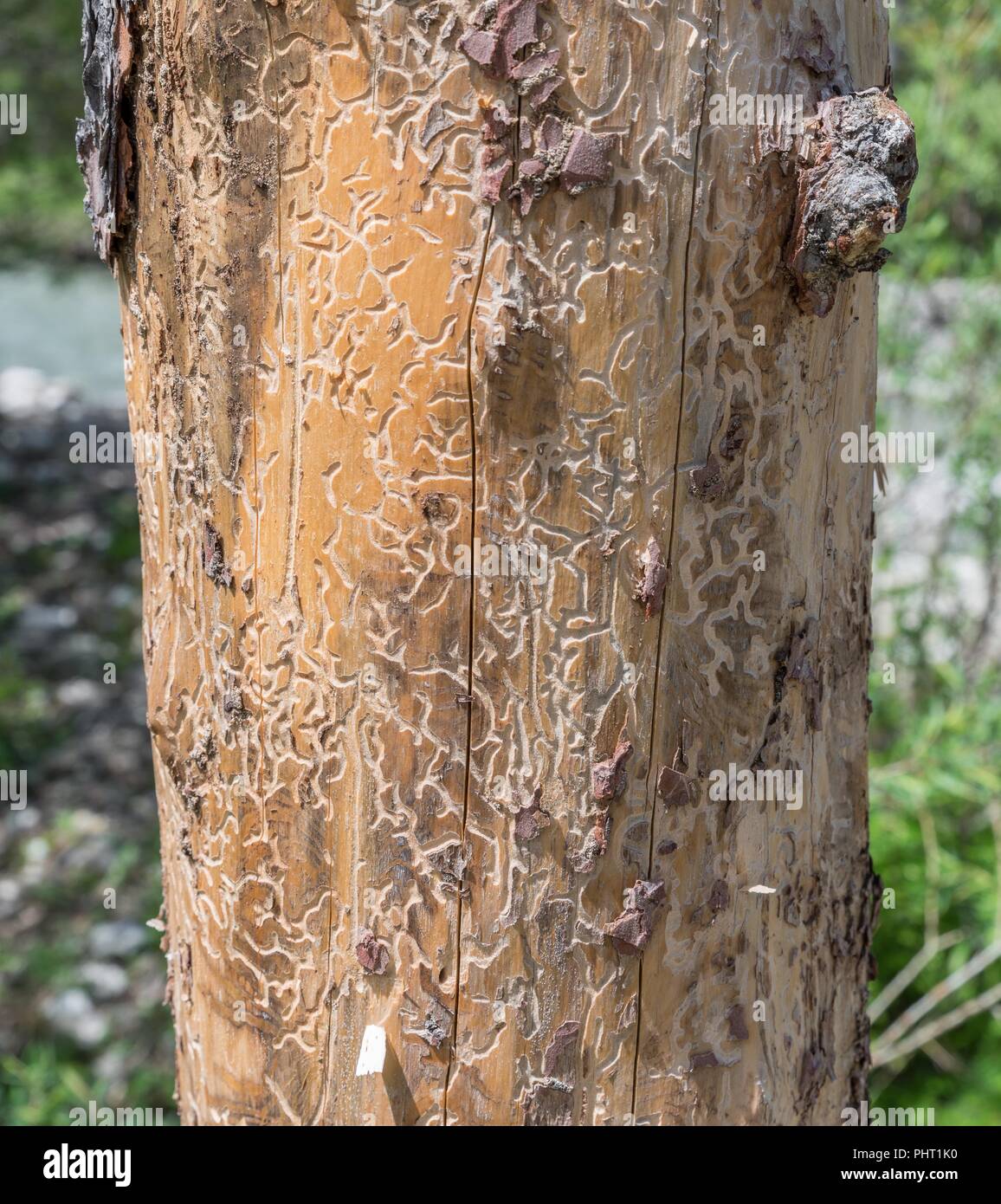 Tree infested with bark beetles larvae Stock Photo - Alamy