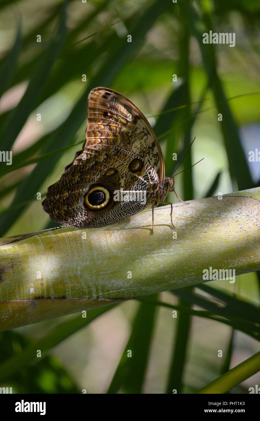 Beautiful blue morpho butterfuly sitting on a tree branch Stock Photo ...