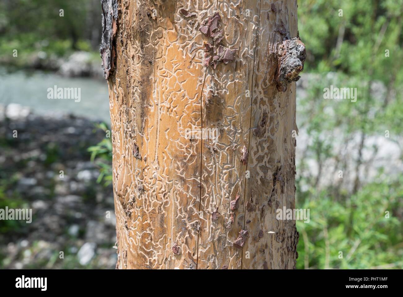 Tree infested with bark beetles larvae Stock Photo - Alamy