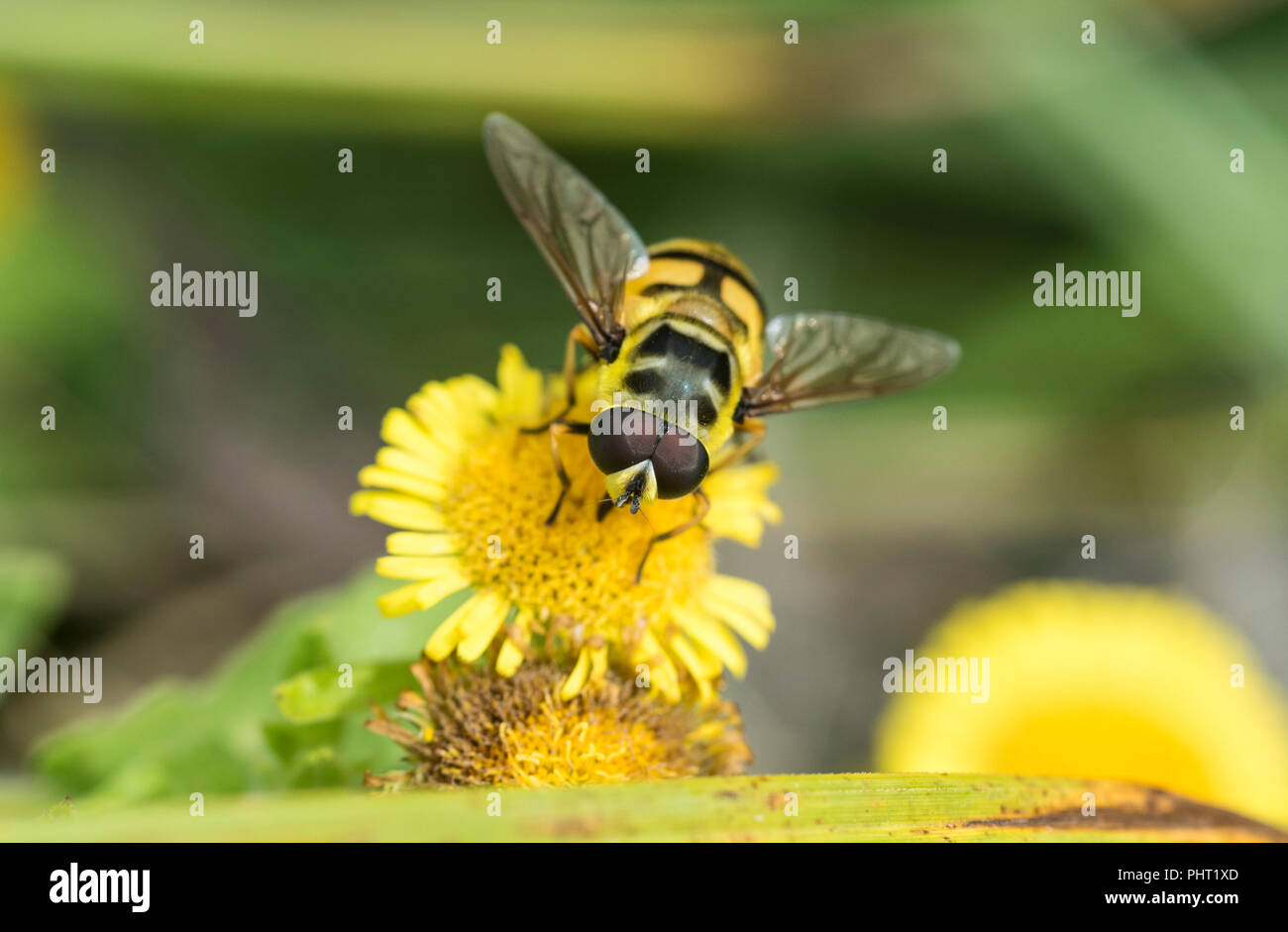 Batman hoverfly myathropa florea hi-res stock photography and images ...