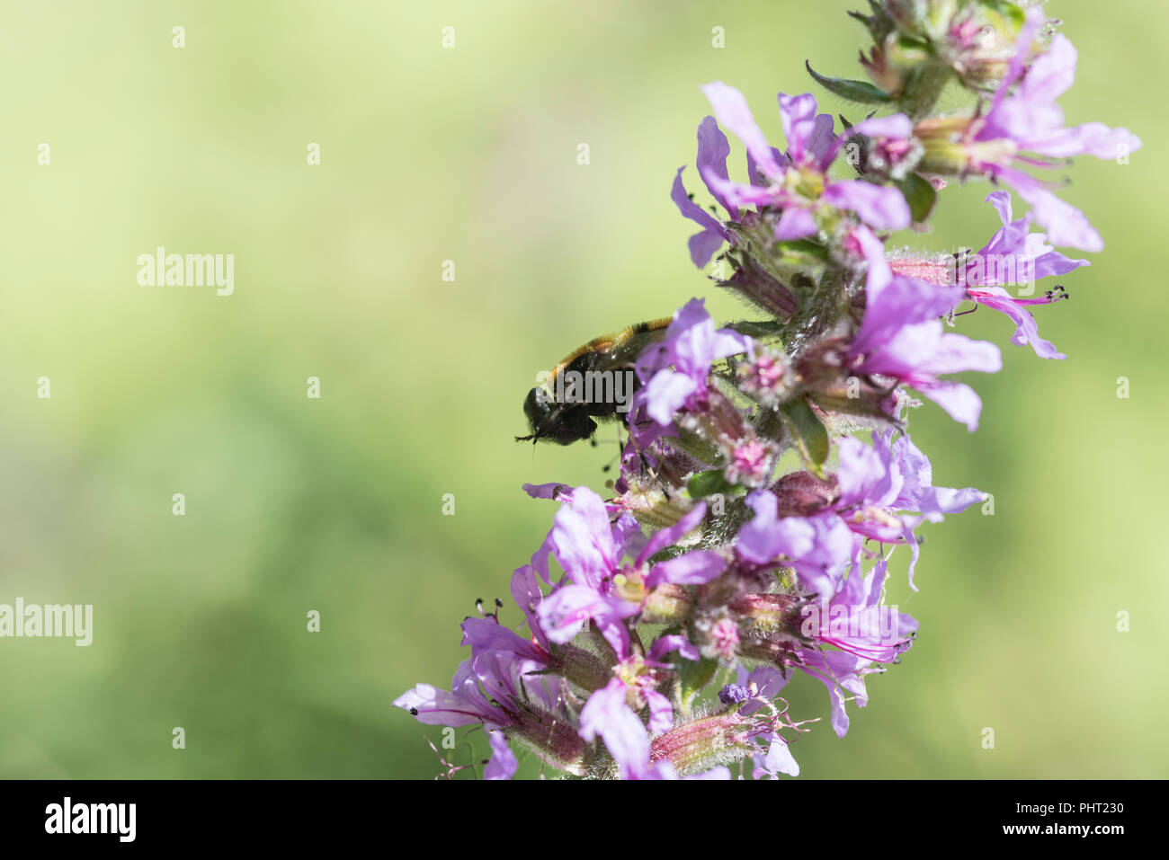 Bee mimic hoverfly hi-res stock photography and images - Alamy
