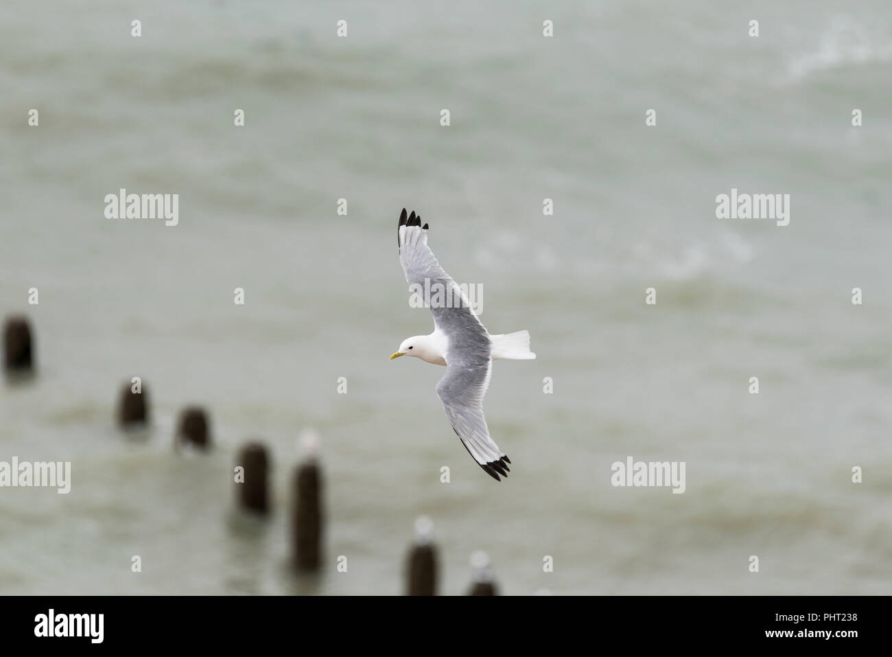 Flying Black-legged Kittiwake (Rissa tridactyla Stock Photo - Alamy