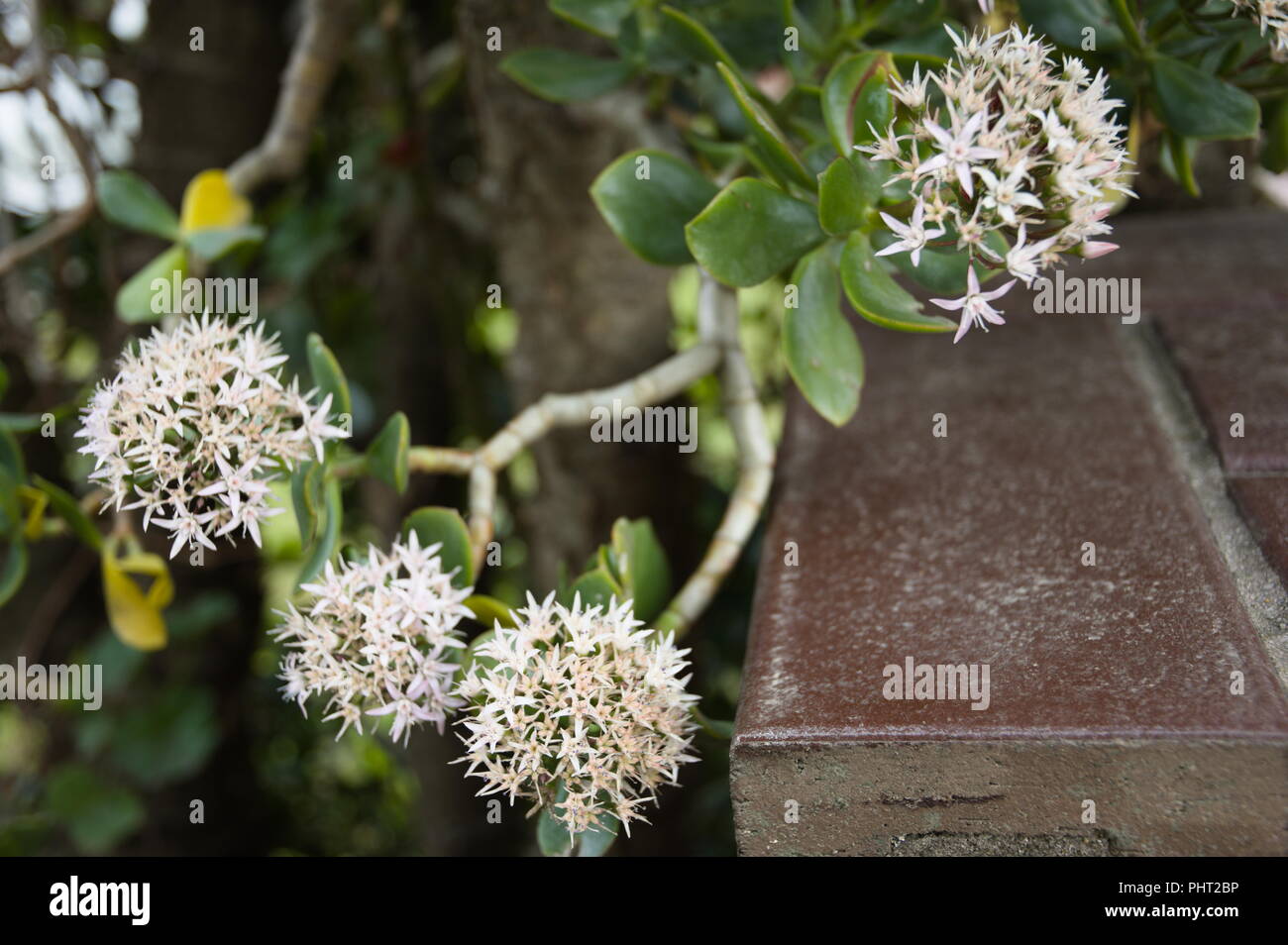 Jade Plant in Bloom Stock Photo - Alamy