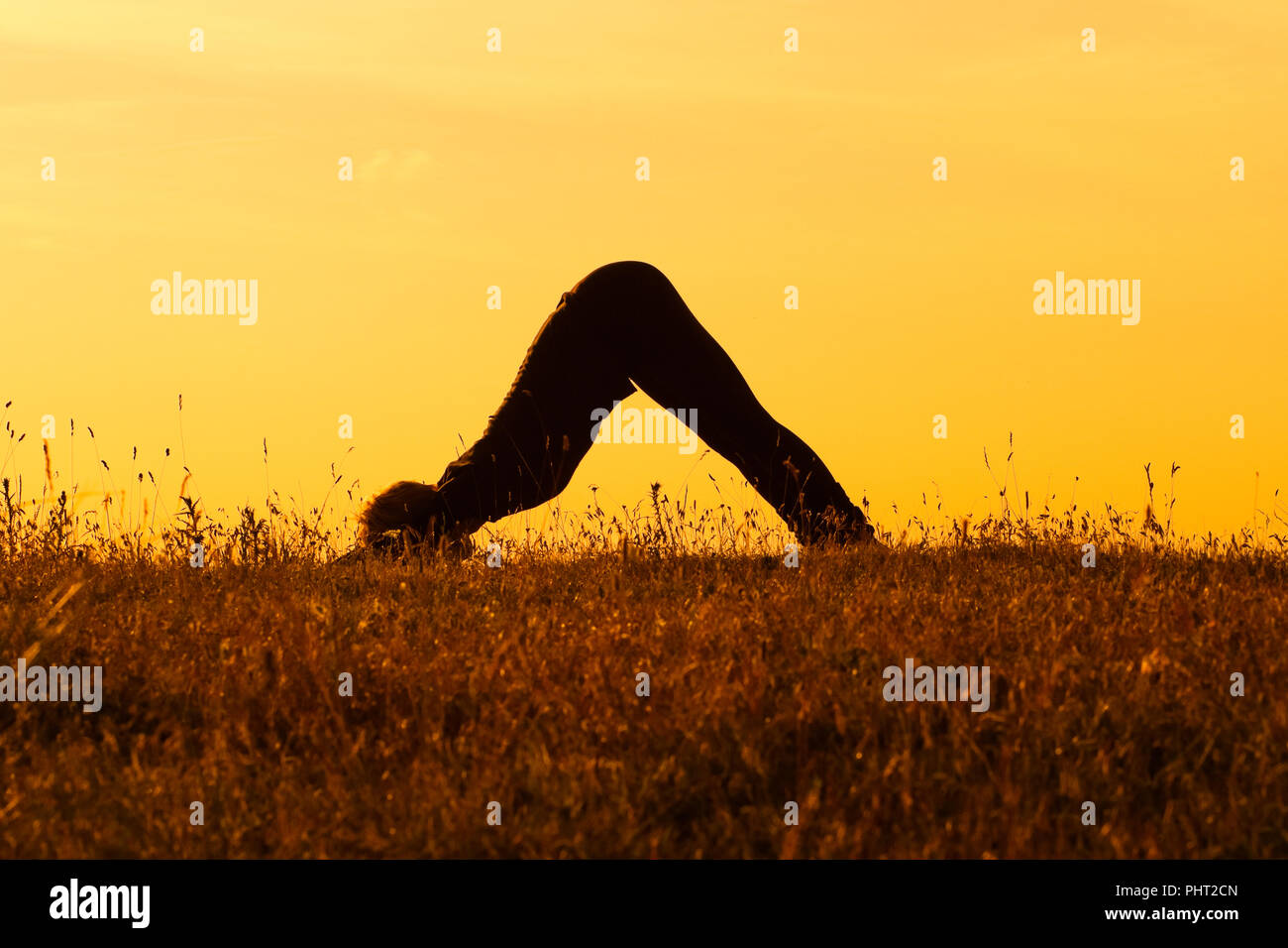 Good dog pose hi-res stock photography and images - Alamy