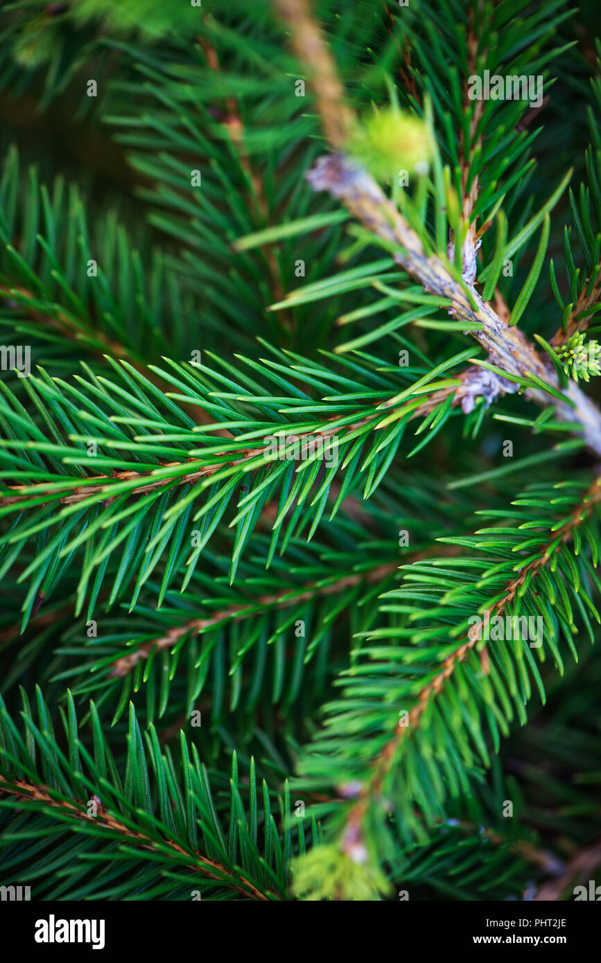 Background image of natural fir tree brunches, Christmas wallpaper ...