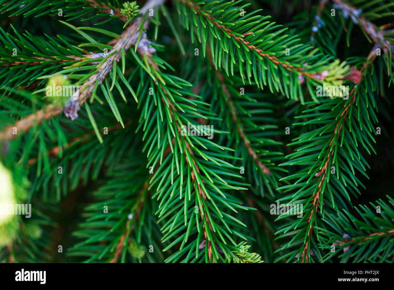 Background image of natural fir tree brunches, Christmas wallpaper ...