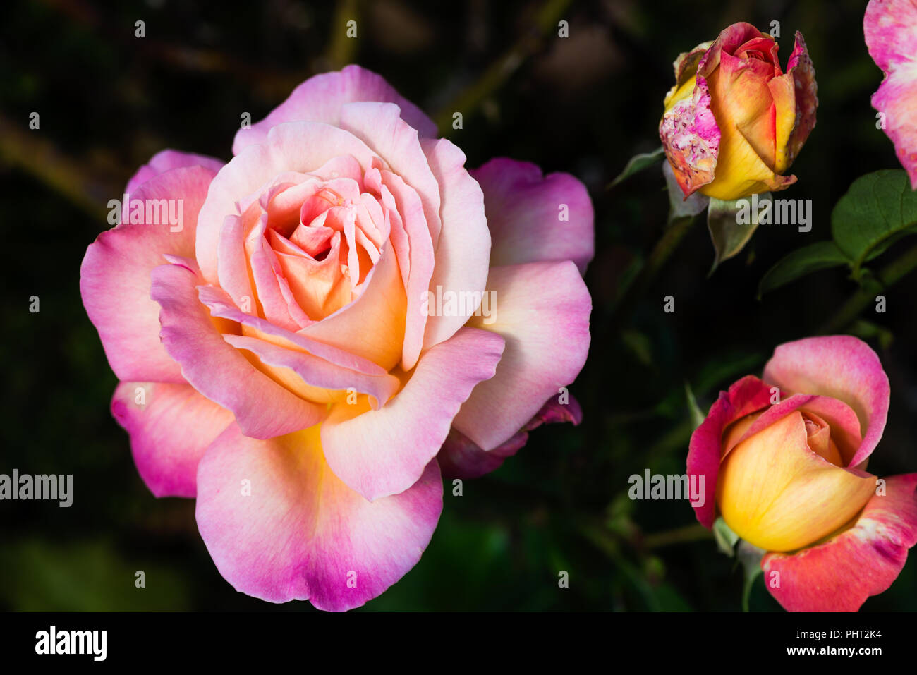 Beautiful pink garden roses on the natural green background Stock Photo ...