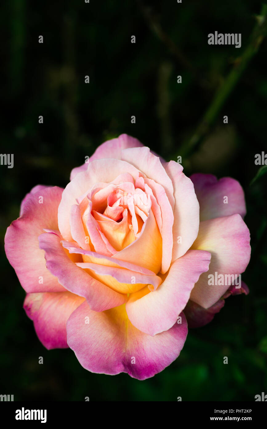 Beautiful pink garden roses on the natural green background Stock Photo ...