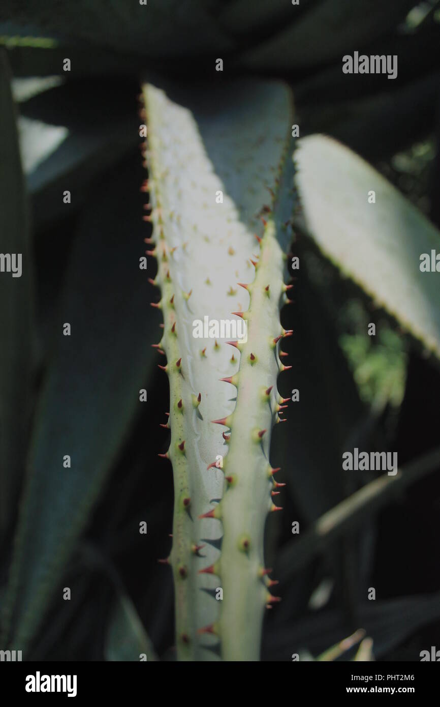 Desert spike hi-res stock photography and images - Alamy