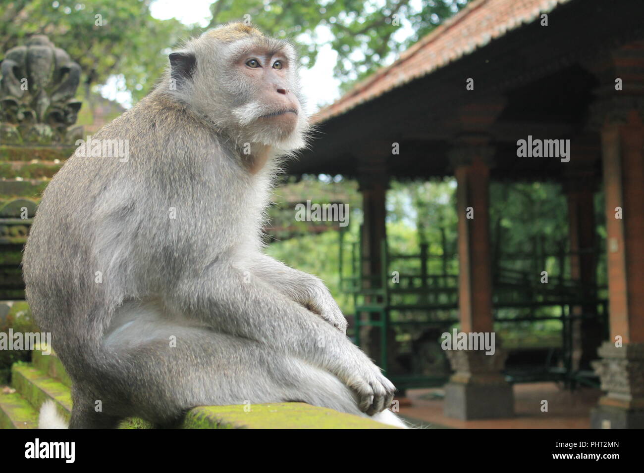 Monkey at the temple hi-res stock photography and images - Alamy