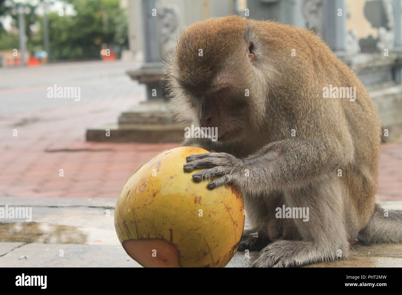 Monkey concentrating hi-res stock photography and images - Alamy
