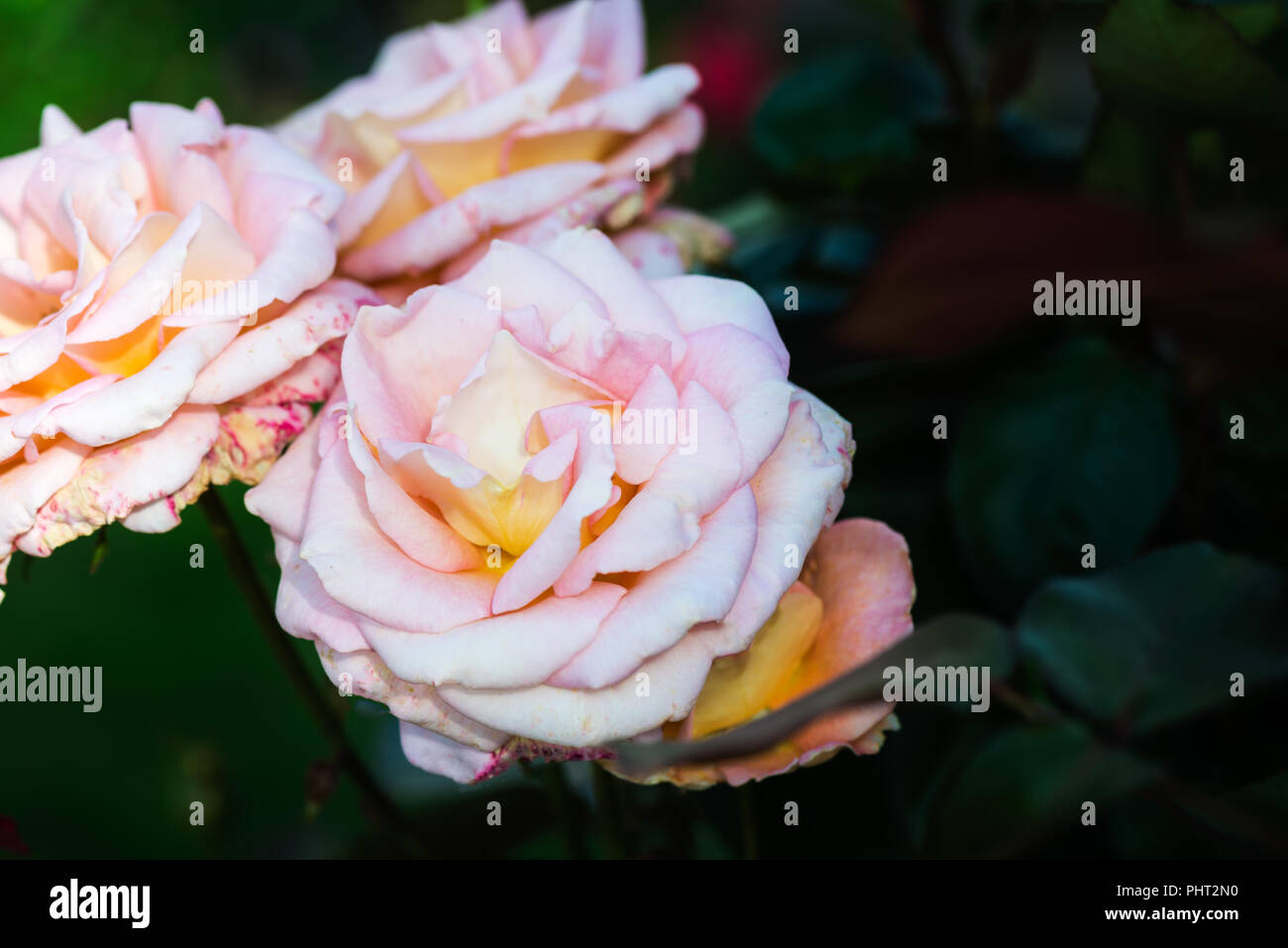 Beautiful pink garden roses on the natural green background Stock Photo ...