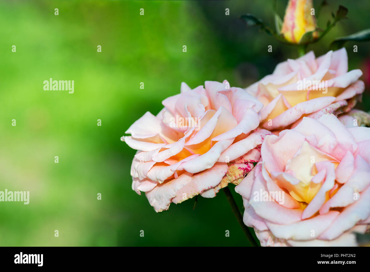 Beautiful pink garden roses on the natural green background Stock Photo ...