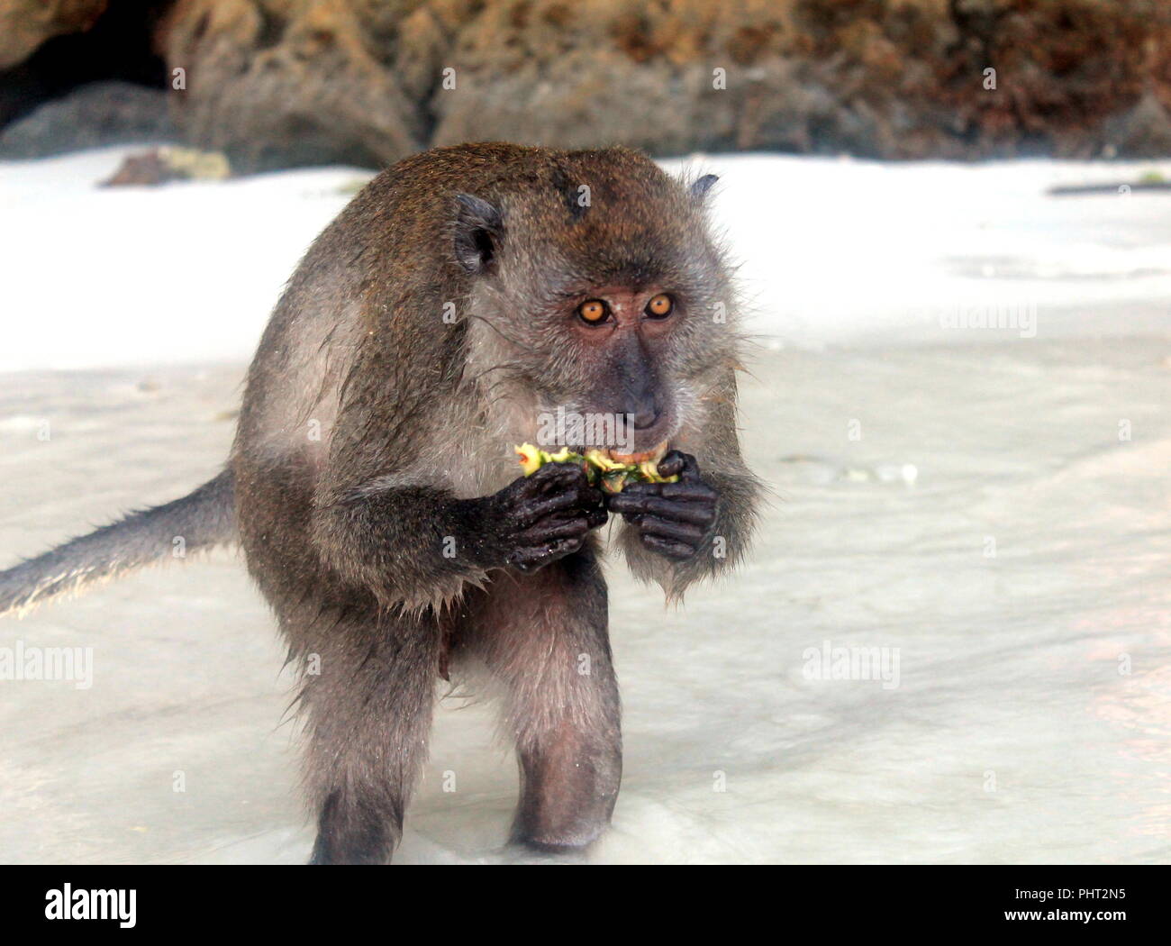 Monkey eating pineapple hi-res stock photography and images - Alamy